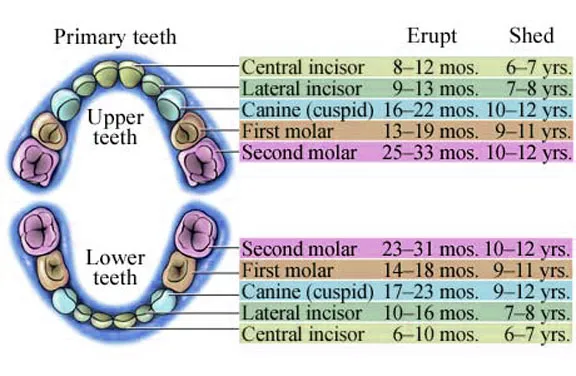 Tooth Loss Aurora CO | Tooth Loss FAQ | Knocked Out Tooth